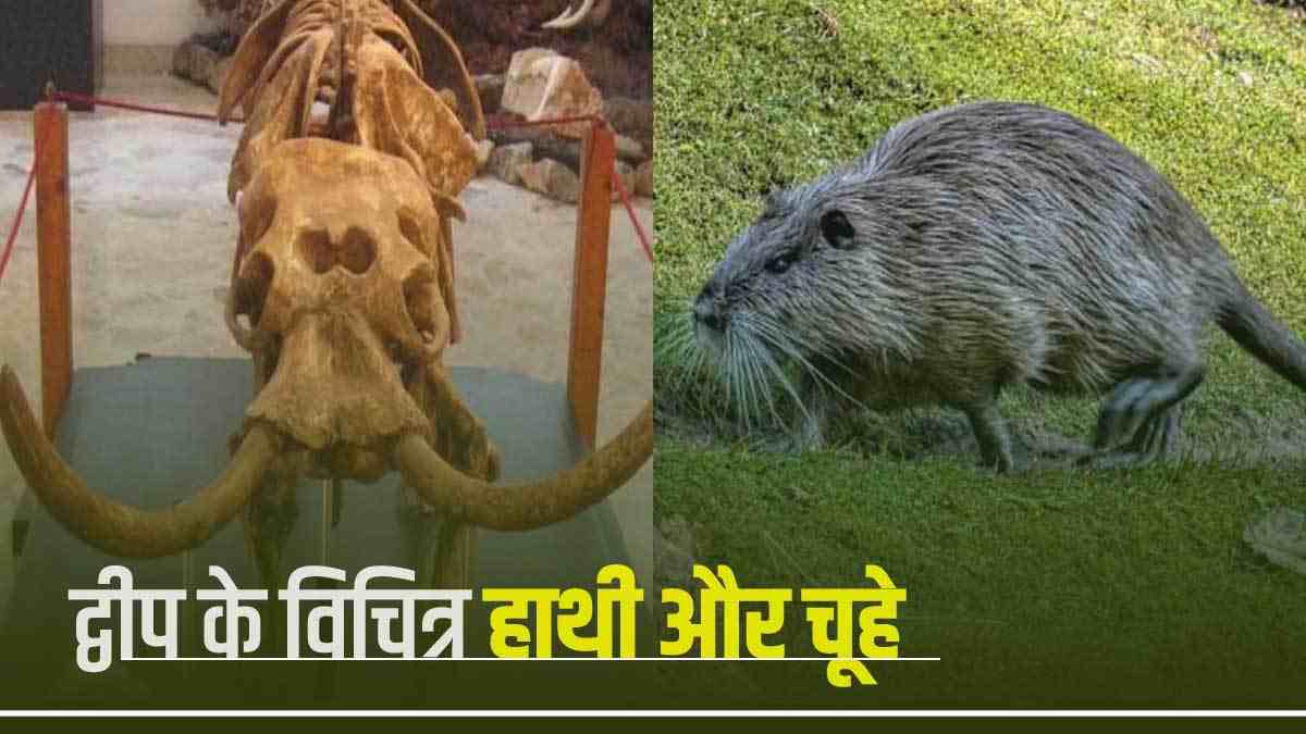 चूहे की साइज वाले 'हाथी'! Island पर दुनिया के विचित्र जीव, द्वीप से ...