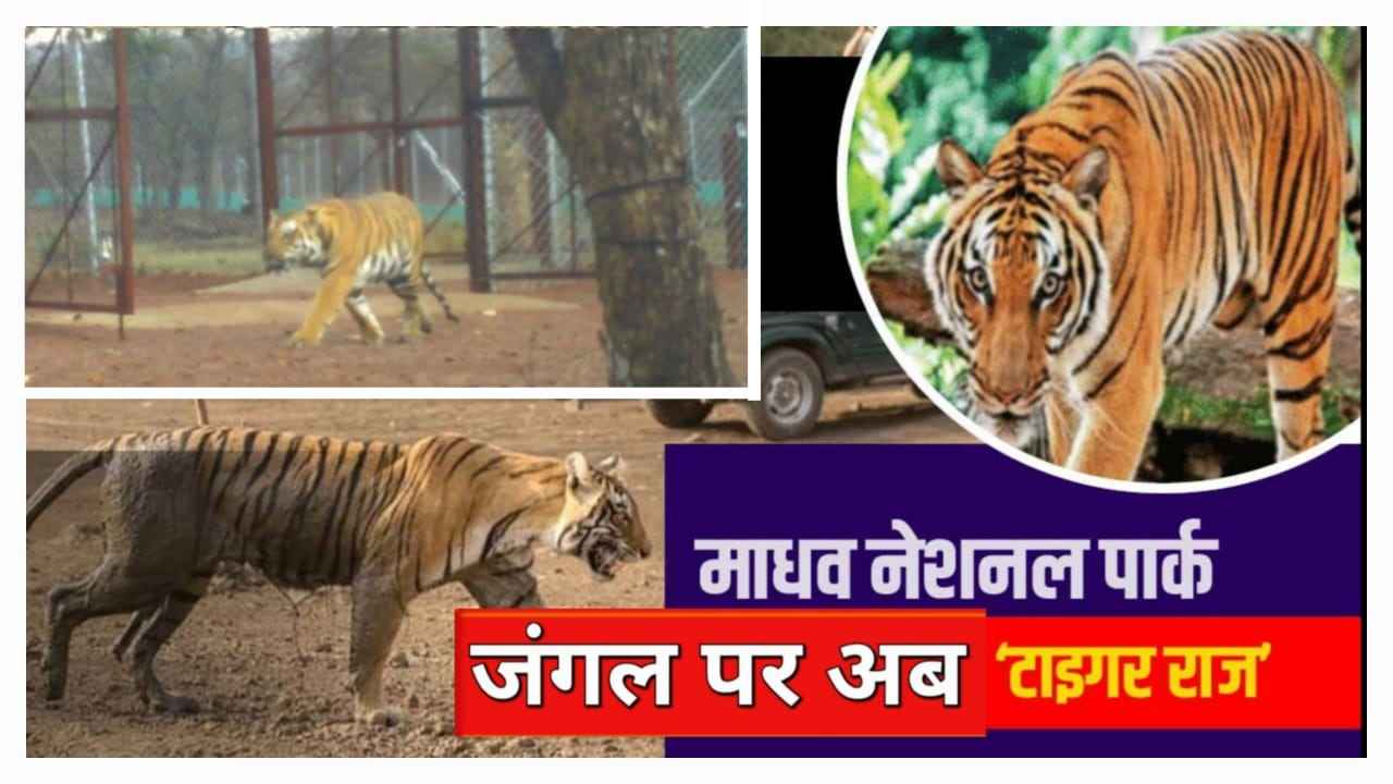 Madhav National Park: टाइगर का जोड़ा बाड़े से आजाद, खुले जंगलों पर अब ...