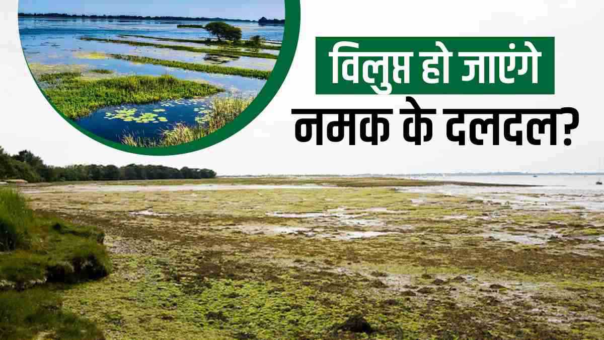 नमक के दलदल क्या हैं, विश्व में 90% के विलुप्त होने की आशंका, जानें ...