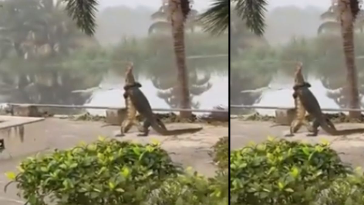 VIDEO: कॉलेज कैंपस में लड़ते दिखे दो दैत्याकार जीव, वीडियो बनाने वाले ...