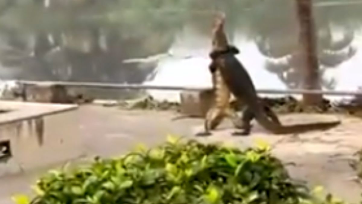VIDEO: कॉलेज कैंपस में लड़ते दिखे दो दैत्याकार जीव, वीडियो बनाने वाले ...