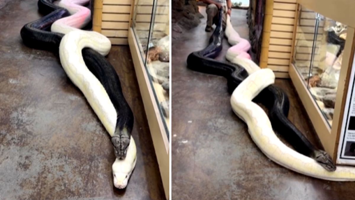जब आपस में भिड़े दो खूंखार पायथॉन, वीडियो देखने के बाद उड़ जाएंगे होश ...