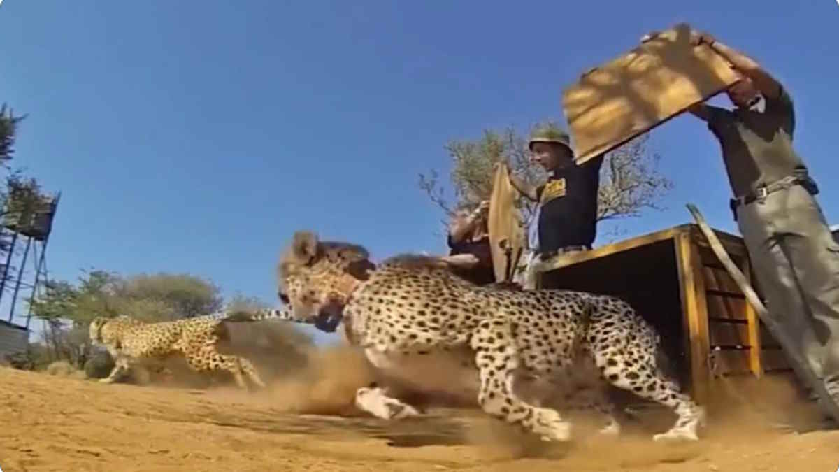 IFS अधिकारी ने शेयर किया कैद से छूटे पक्षियों और जानवरों का Video ...