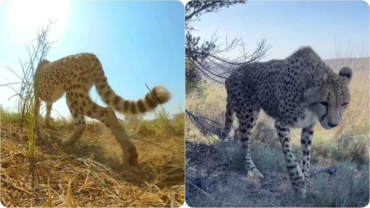 kuno cheetah project: दक्षिण अफ्रीका से आए सभी 12 चीते बड़े बाड़े में ...