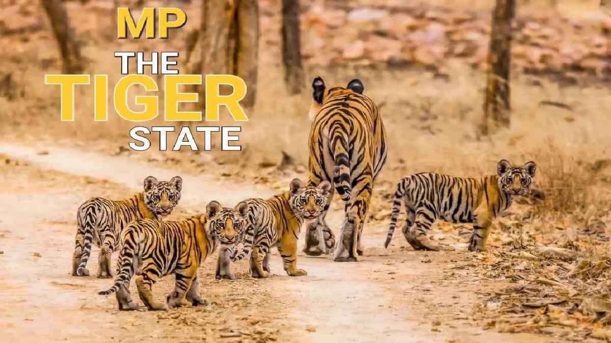 MP में क्षमता से अधिक TIGER, देश के टाॅप-10 में एमपी के सतपुड़ा को ...