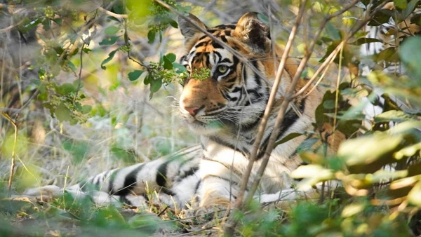 इंडिया में ‘टाइगर प्रोजेक्ट’ की ‘गोल्डन जुबली’, 50 साल में 3 हजार से ...