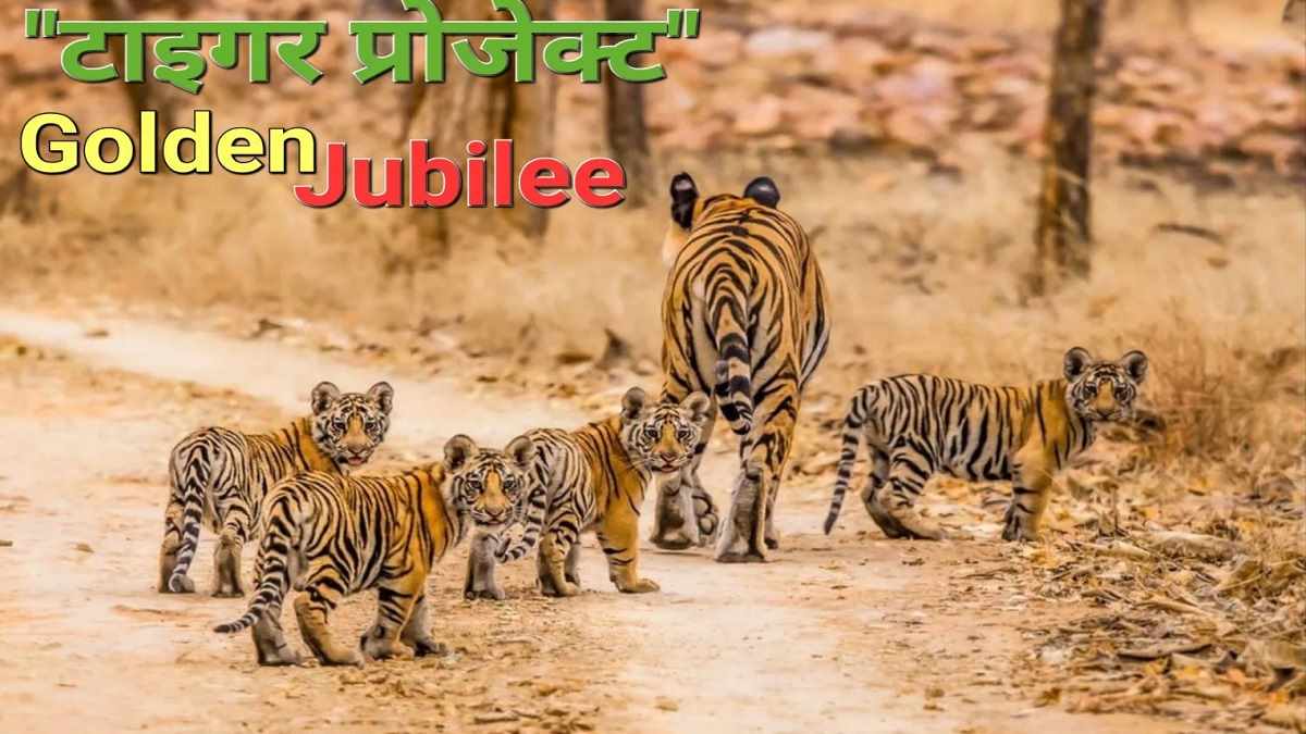 इंडिया में ‘टाइगर प्रोजेक्ट’ की ‘गोल्डन जुबली’, 50 साल में 3 हजार से ...