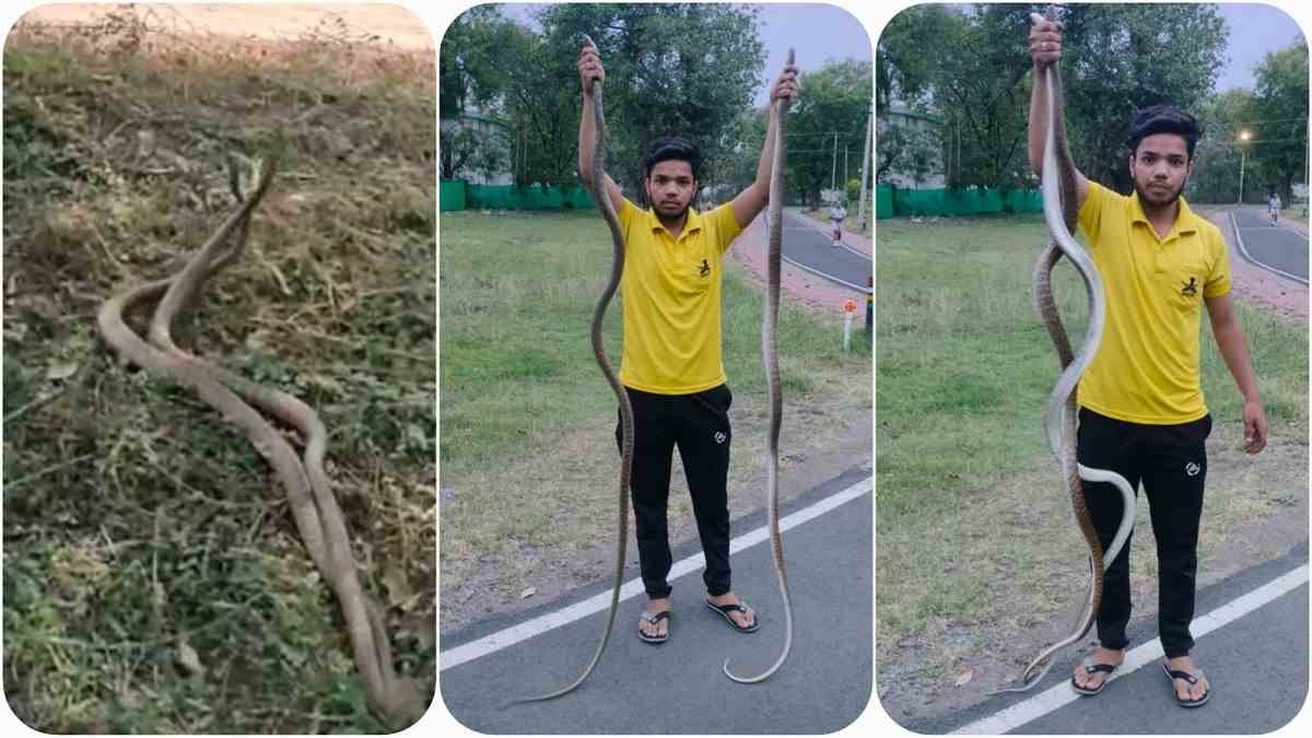 नाग-नागिन का चल रहा था प्रेमालाप, लोगों ने डाला खलल, फिर स्नेक कैचर के ...