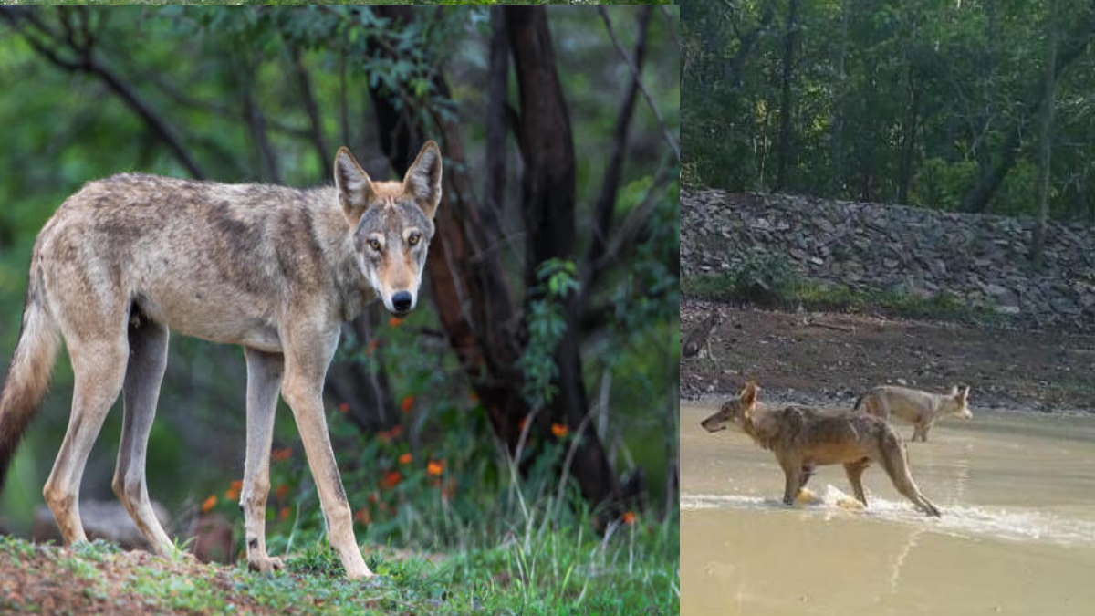 CG News: वन्यजीव अभियान संरक्षण को मिली बड़ी सफलता, कांगेर घाटी में ...