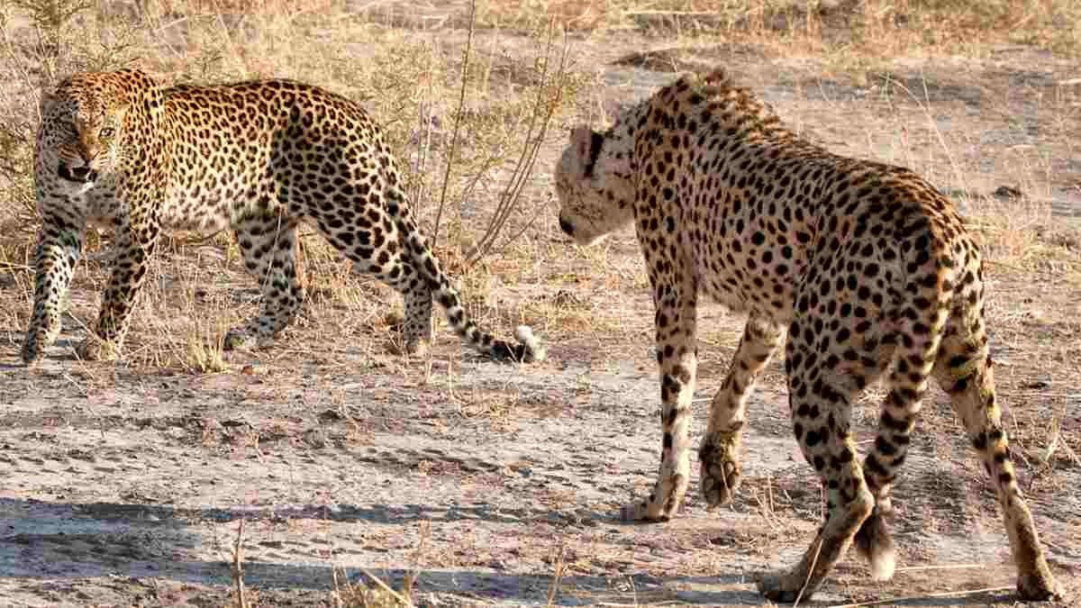 Kuno cheetah News: जून के तीसरे हफ्ते तक 7 और चीतों को जंगल में छोड़ा ...