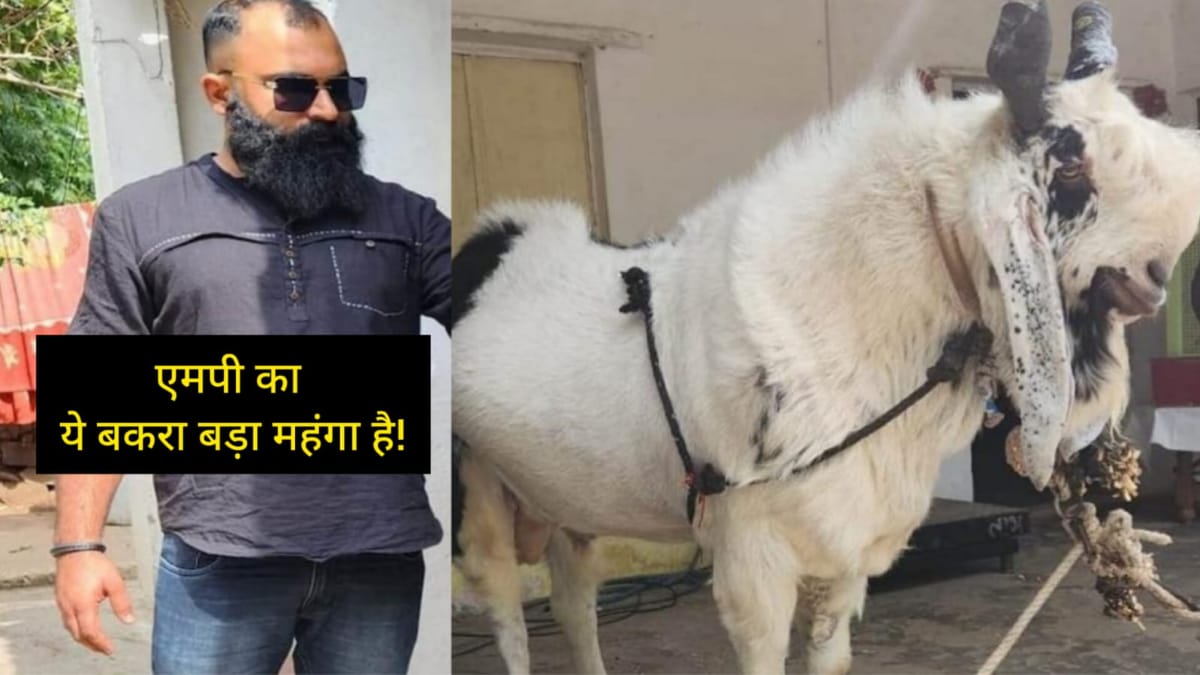 Bakrid 2023: भोपाल में बिक रहा सबसे महंगा बकरा किंग, खजूर और शहद के साथ ...