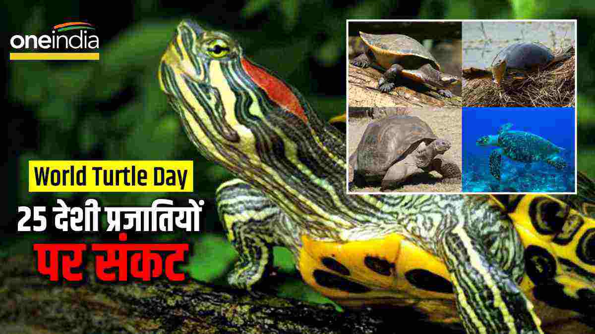 World Turtle Day: कछुए की 25 देशी प्रजातियों के 'विलुप्त' होने का खतरा ...
