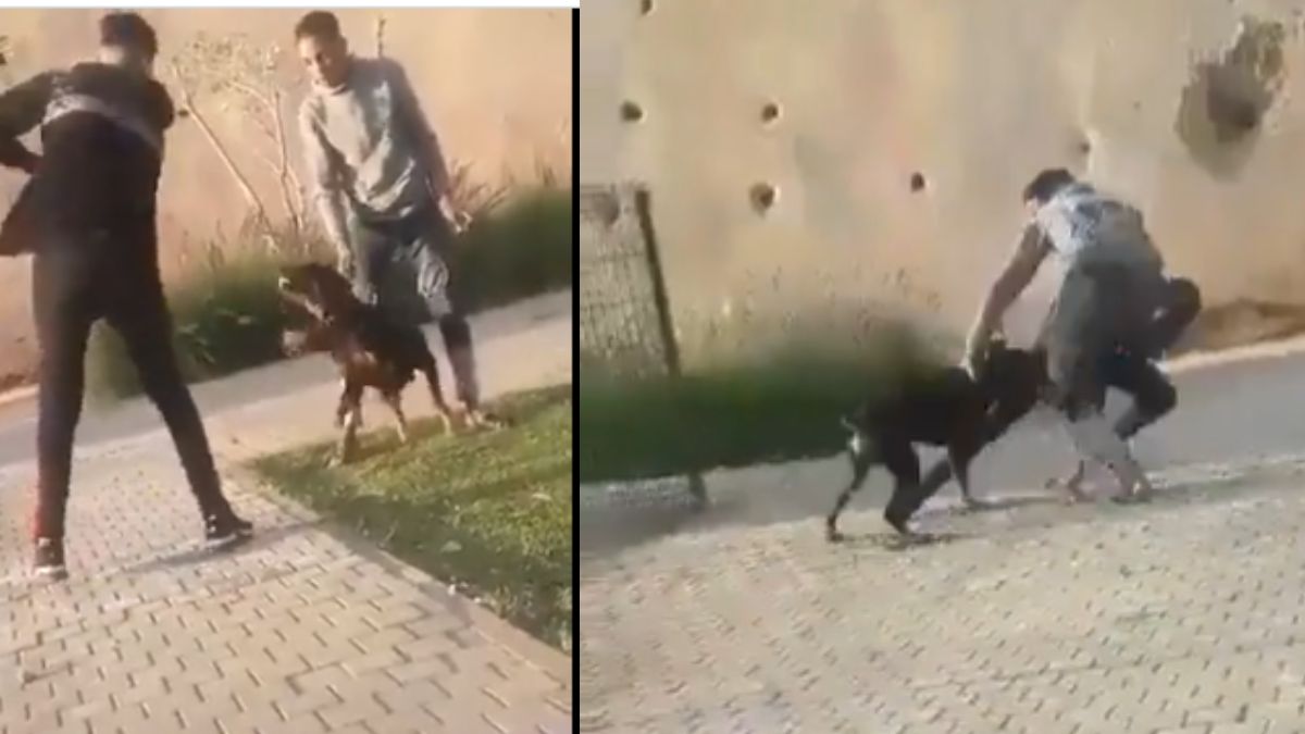Dog Viral Video: कुत्ते को लगातार मारे जा रहा था शख्स, आपा खो बैठा ...