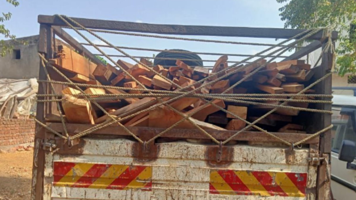 Korba: वन विभाग की सघन कार्रवाई जारी, साल और मिश्रित लकड़ी के अवैध ...