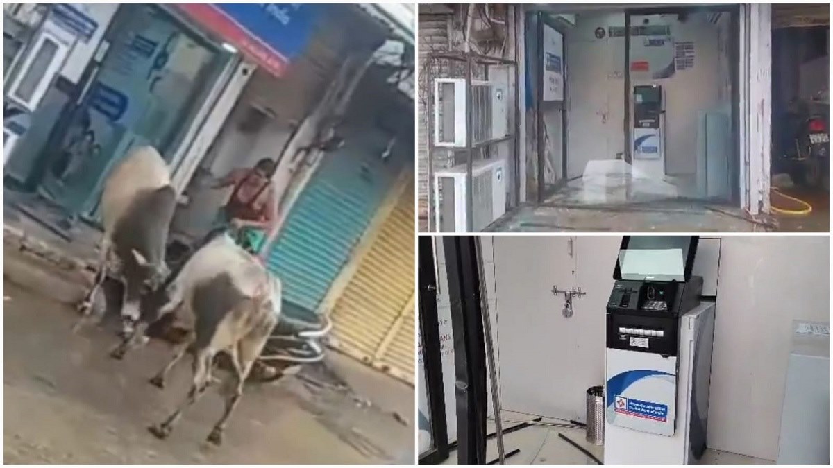 Sagar News: सांडों ने मिलकर तोड़ डाला बैंक का ATM, खुद भी जख्मी हो गए ...