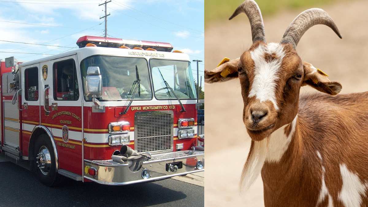 गजब: दमकल विभाग में बकरियों की 'भर्ती', जंगल की आग को रोकने में हैं ...