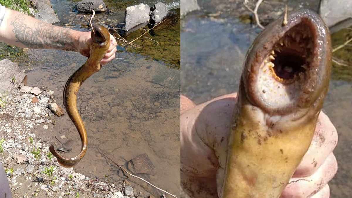 'उसे देखते ही मार देना था', जाल में मछली की जगह फंसा रहस्यमयी जीव, मुंह ...