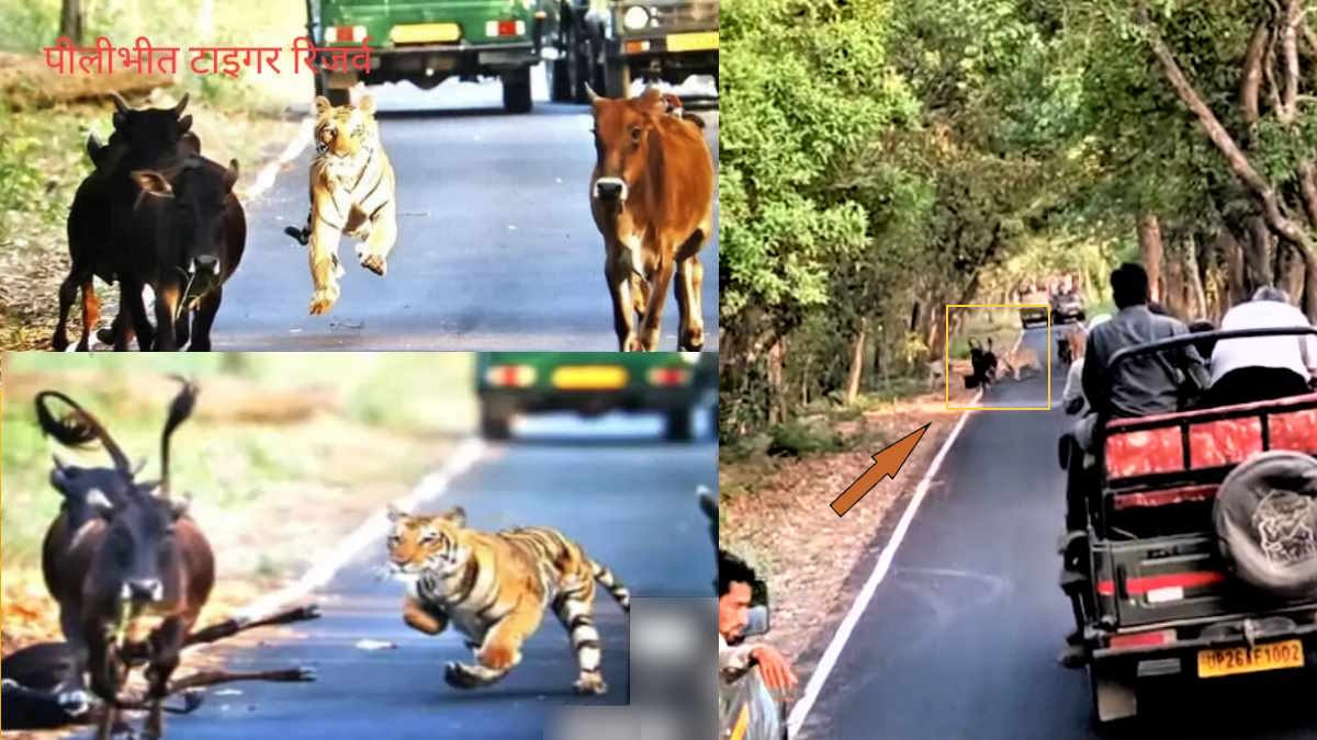 Tiger Hunt Viral Video: जब बाघ को शिकार करते देख रोमांचित हुए पर्यटक ...