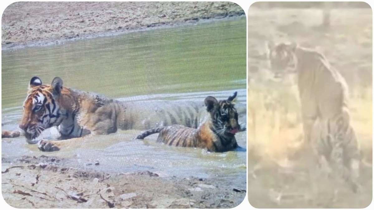 Panna Tiger Reserve: बाघिन को लकवा लगा, घिसटने लगी, इंसान उठा रहे ...