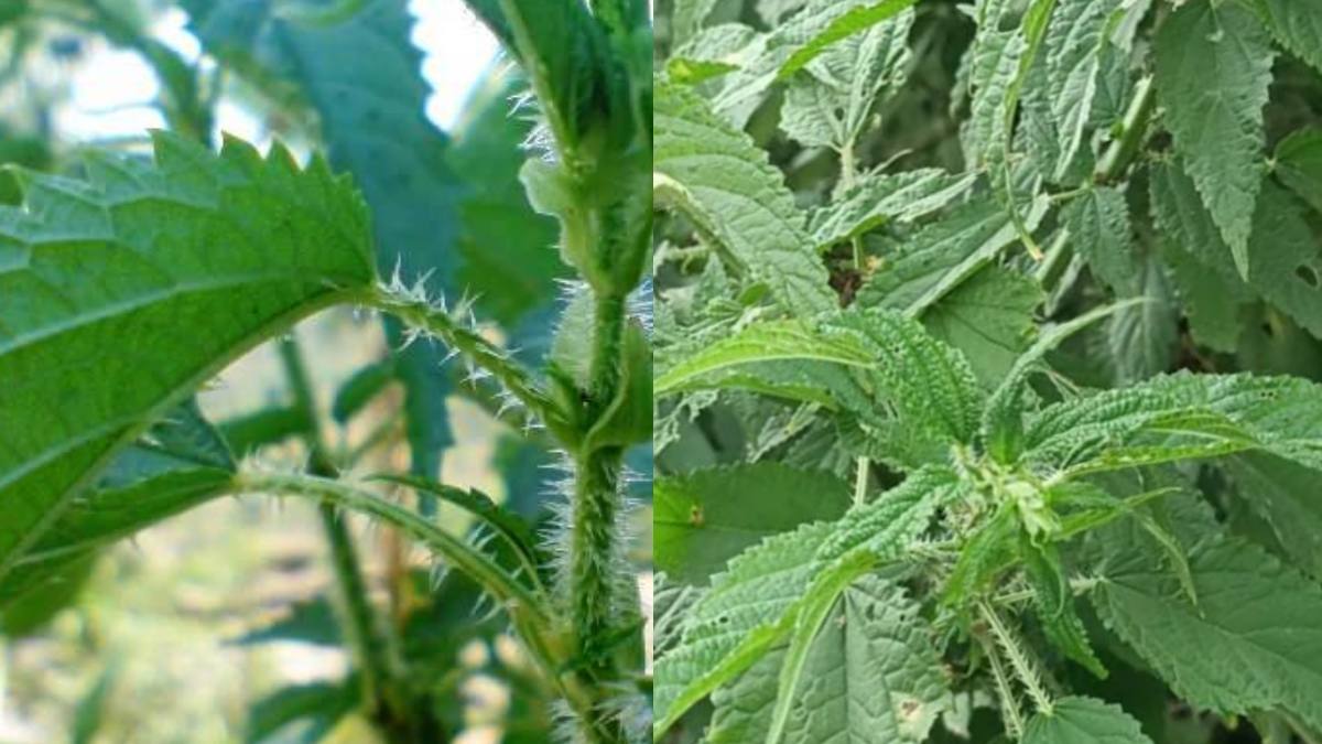 Bichhu Ghas के बारे में ये बातें जानते हैं क्या? फायदे सुनकर चौंक ...