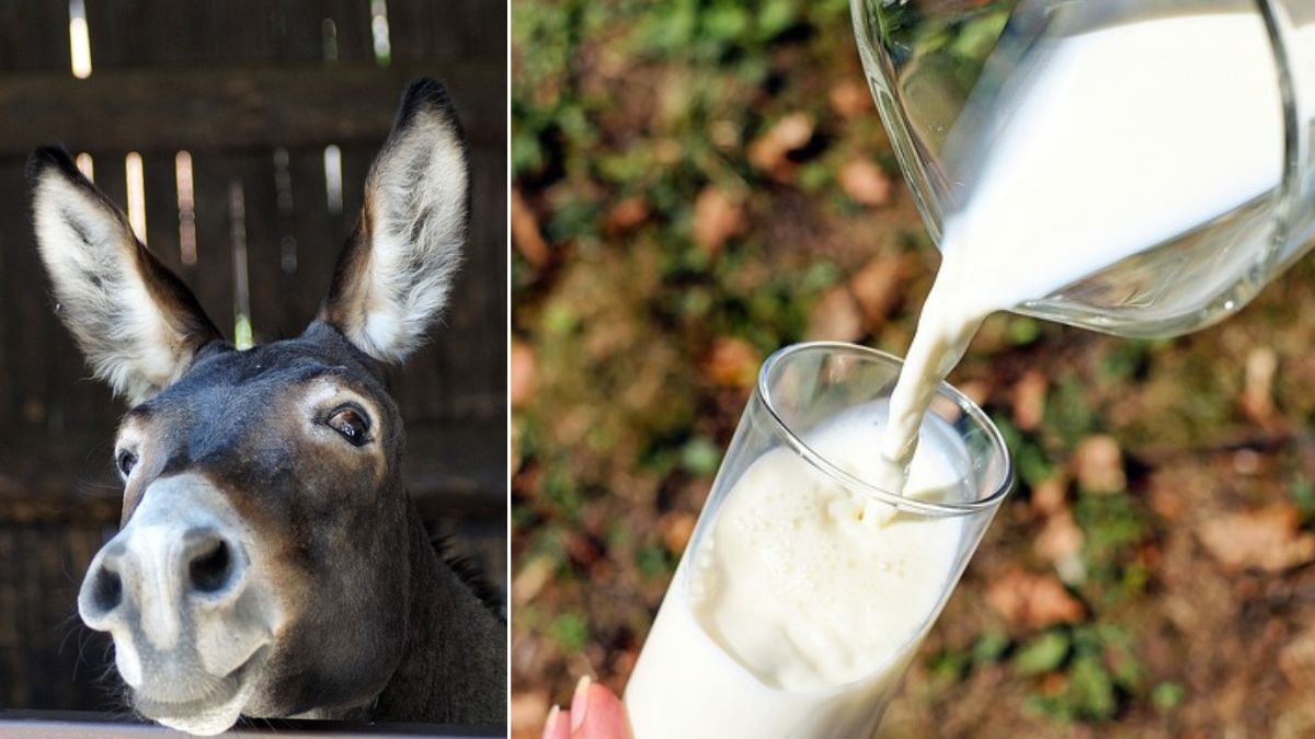World milk day: गधी के दूध की कीमत जानकर उड़ जाएंगे होश, जानिये क्यों ...