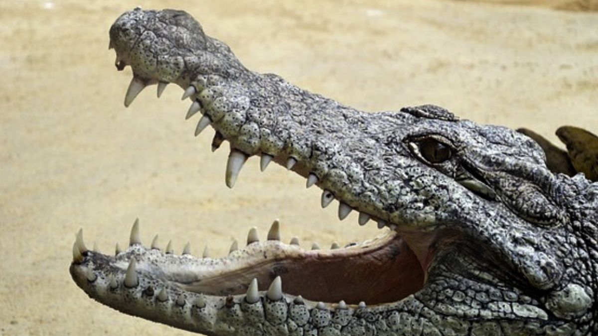 16 साल से अकेली मादा मगरमच्छ हुई गर्भवती, बिना नर से संबंध बनाए कैसे ...
