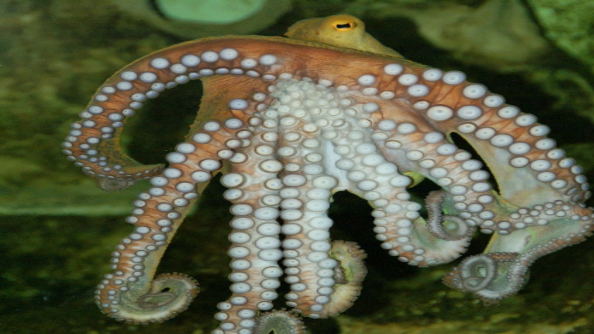 शख्स के गले में फंसा आठ पैरों वाला ऑक्टोपस, गला फटते-फटते बचा | Man ...