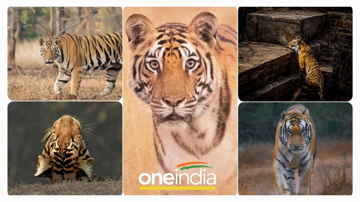Tiger State MP: बुंदेलखंड होगा बाघों का सबसे बड़ा घर, फिलहाल 95 बाघ ...