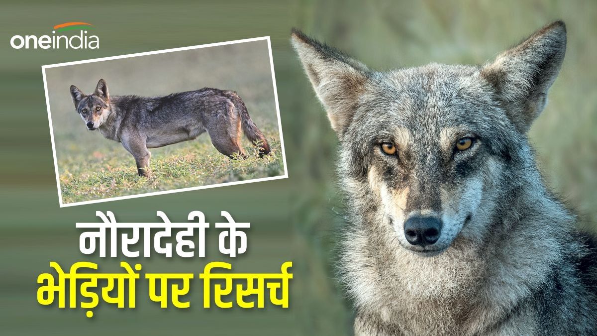 MP में 'भेड़ियों' पर होगी रिसर्च, पहली वुल्फ सेंच्युरी 'नौरादेही' का ...