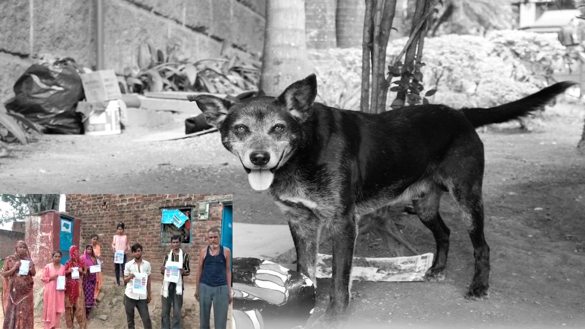 Rabies: पागल कुत्ते ने बच्ची को काटा, मौत से पहले मासूम ने 50 लोगों को काटा, इलाके में दहशत ...