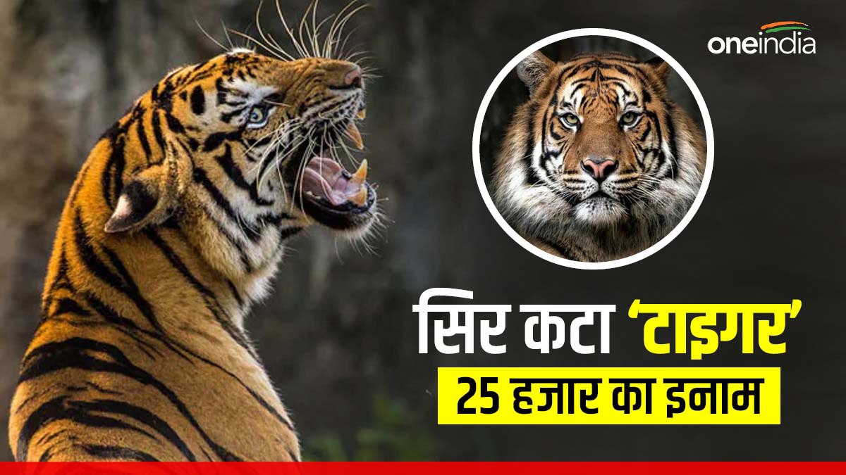 Tiger का सिर काटने वाले को ढूंढने पर MP में मिलेगा 25 हजार का इनाम ...