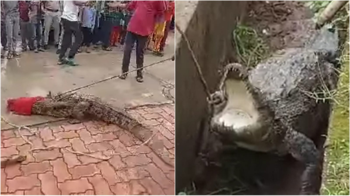 Shivpuri News: बारिश में बहकर आ गए मिस्टर मगरमच्छ, नाले में खौफनाक ...
