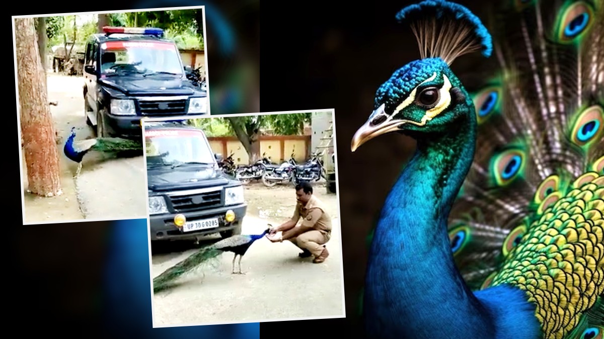 SHO Peacock Friendship: आखिर कैसे हुई थानेदार की मोर से अटूट दोस्ती ...