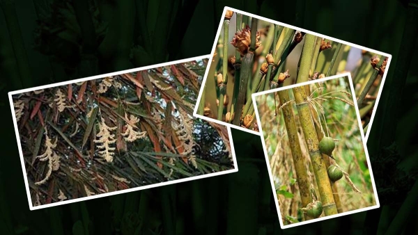 Mizoram: बांस के फूल, चूहे, अकाल और पूर्वोत्तर का अजीब रिश्ता | The ...