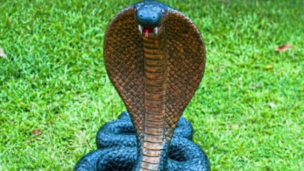 Nag Panchami 2023: क्यों होती है नाग देवता की पूजा? क्या है इसके पीछे ...