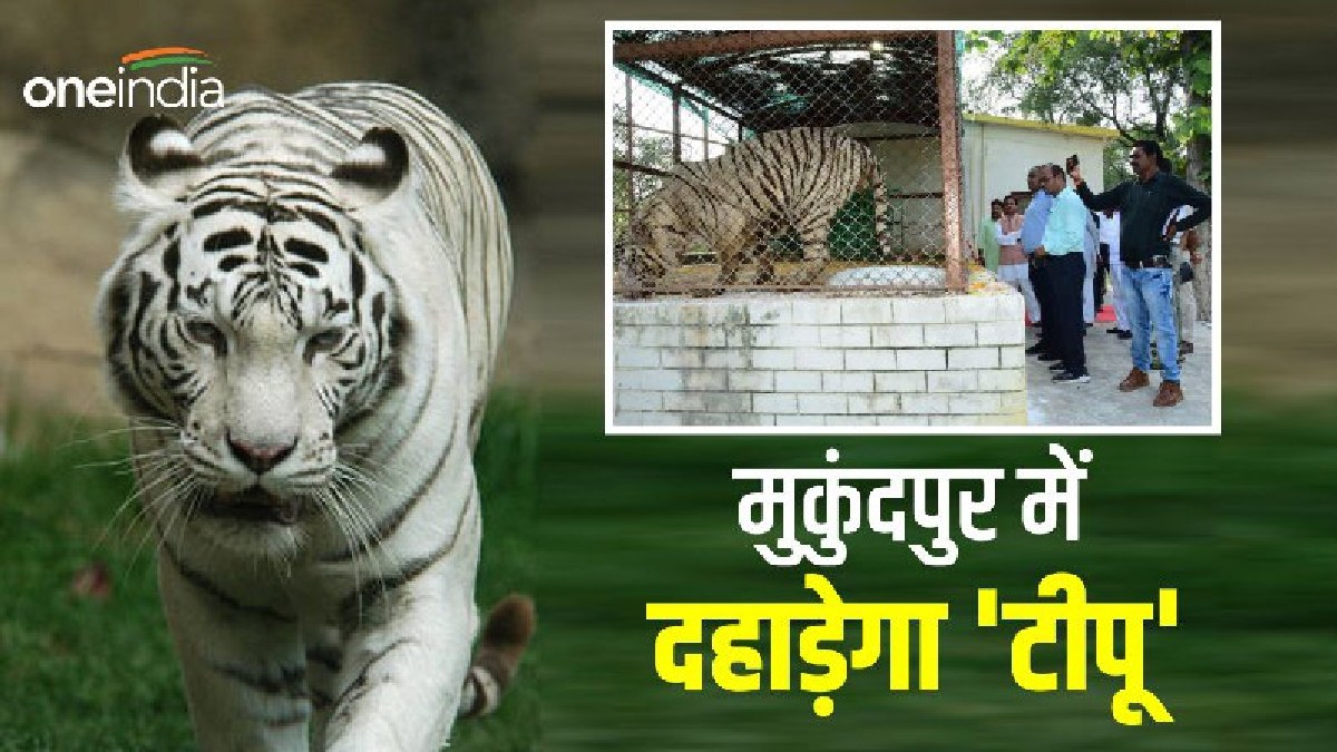 Mukundpur White Tiger Safari: मुकुंदपुर में बढ़ा सफेद बाघों का कुनबा ...