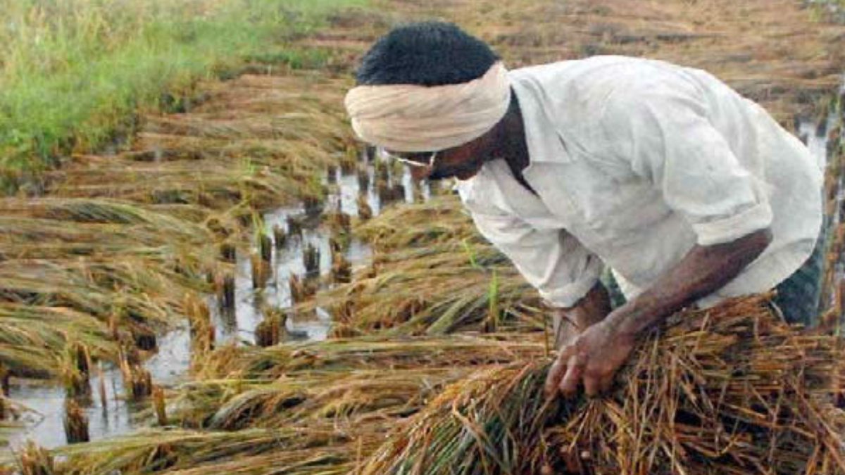 Kharif Crops: मानसून की खेती का सिमट गया दायरा | Kharif Crops: Scope of ...