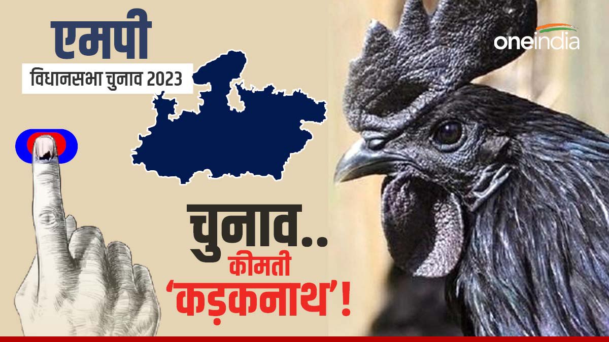 मुर्गे से मोहब्बत लेकिन 'कड़कनाथ' के दाम कड़वे, Diwali नहीं MP Chunav ...