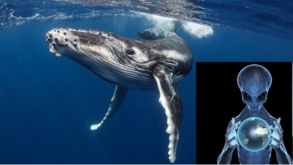 Alien News: व्हेल को एलियंस से बात करने की ट्रेनिंग दे रहे वैज्ञानिक ...