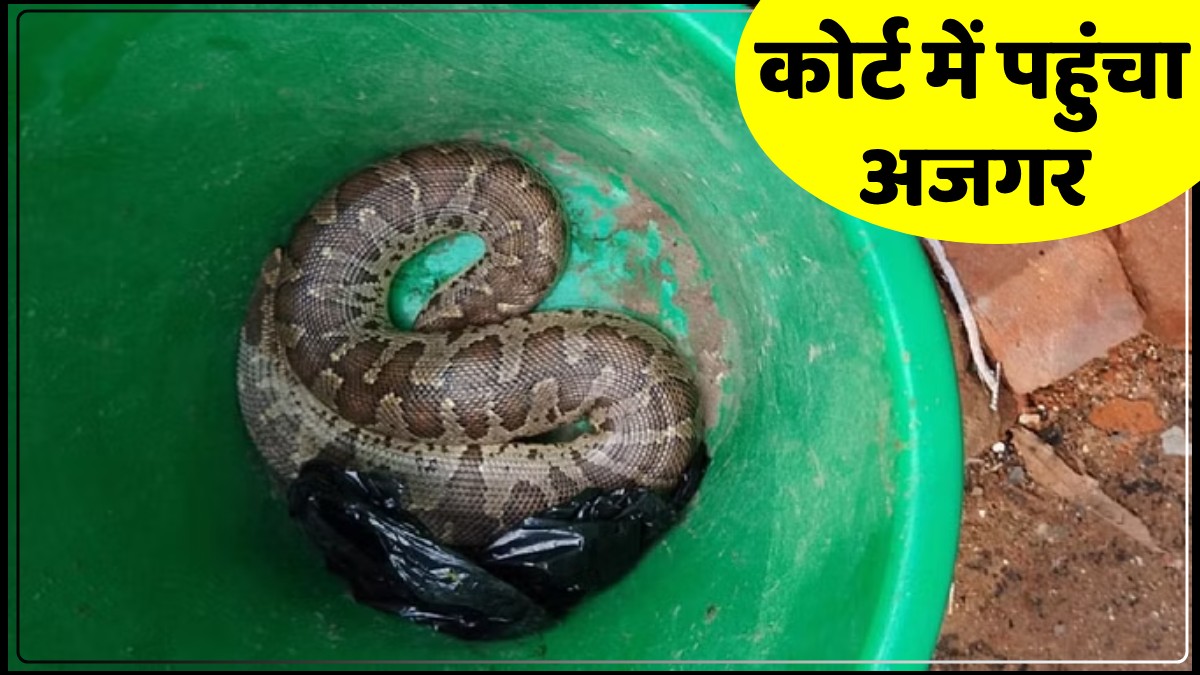 UP News: कोर्ट में रखी फाइलों में छिपा था अजगर, मुकदमों की सुनवाई से ...