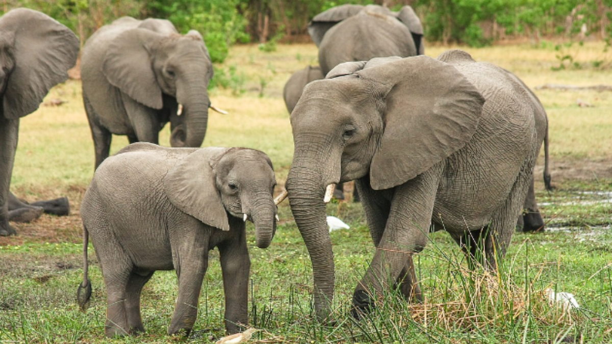 Narilatha Flower In Himalayas | Best Flower Site