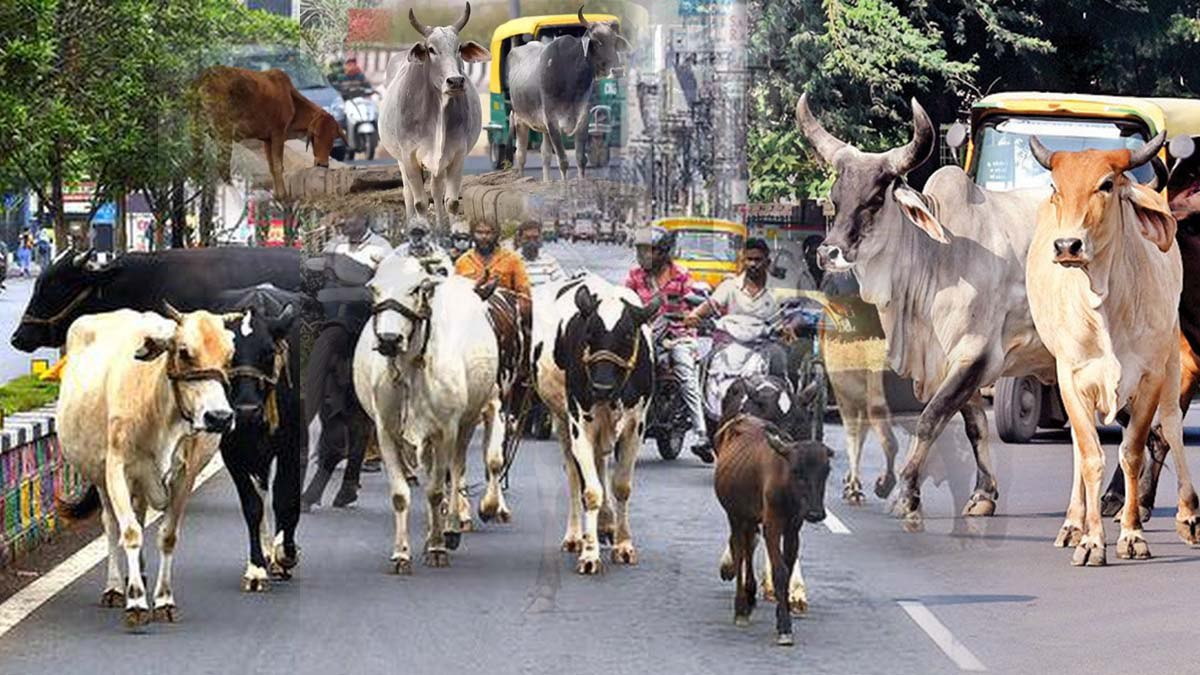 Stray Cattle: यूपी में मुसीबत क्यों बन गये हैं छुट्टे सांड़? | Stray ...
