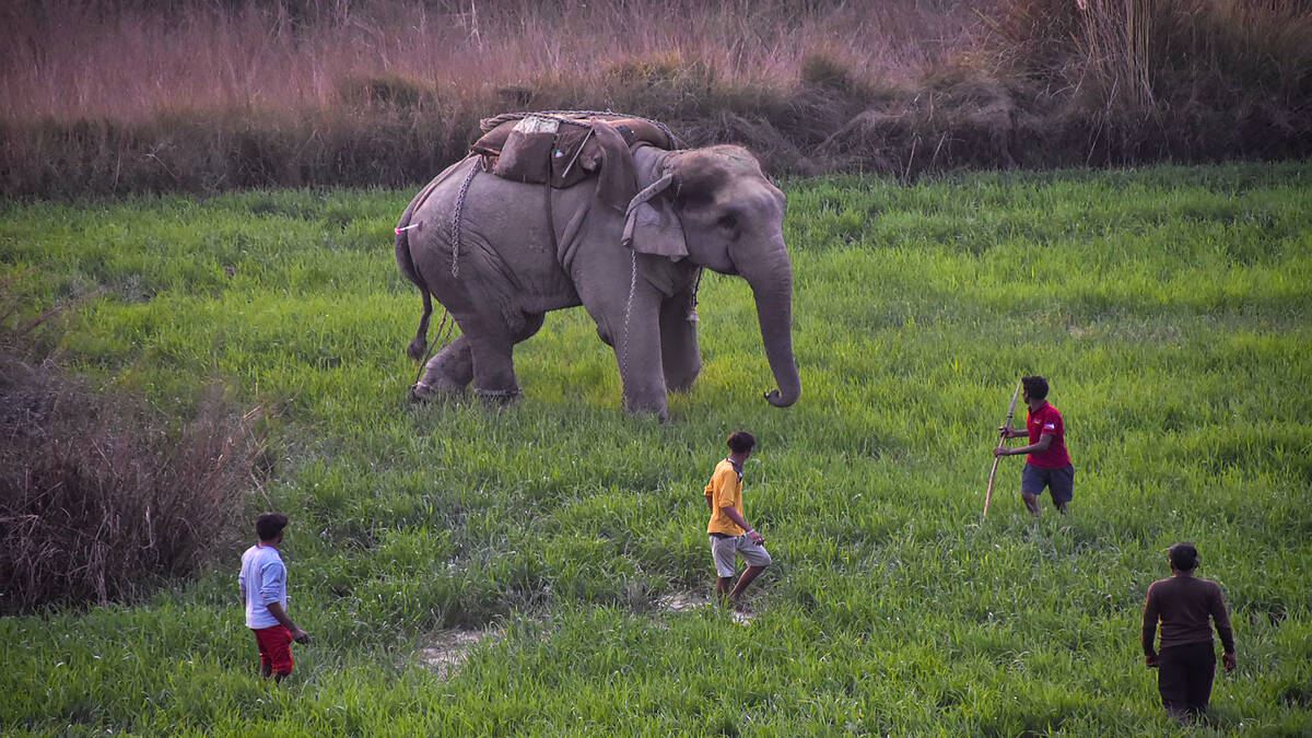 Man vs Elephant: केरल में ‘हाथी बनाम आदमी’ संघर्ष की बढ़ती घटनाएं | Man ...