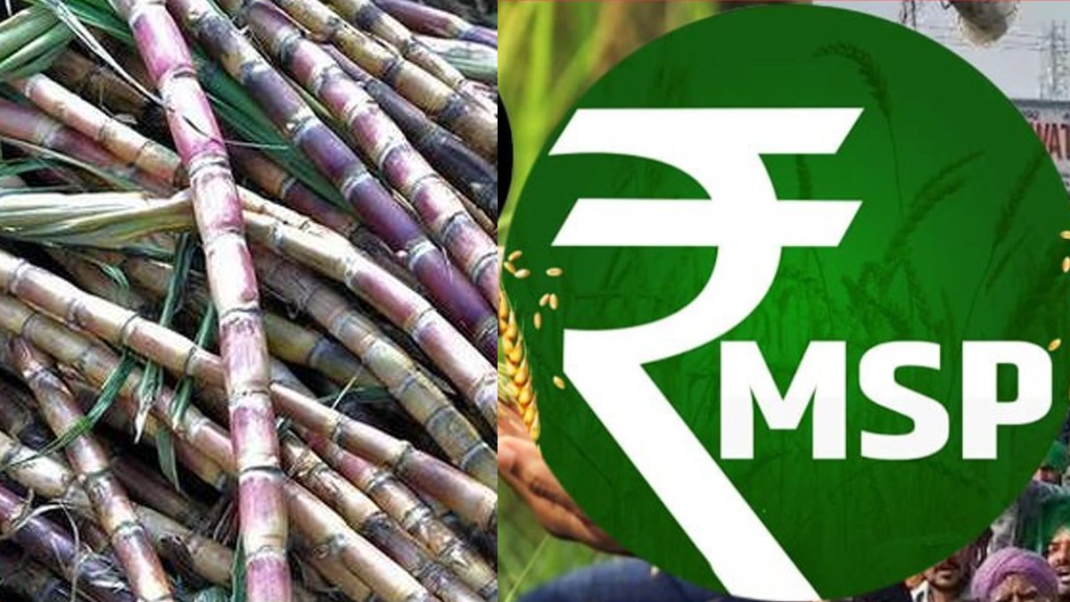 Sugarcane Price: कैसे निर्धारित होता है गन्ने का मूल्य, एफआरपी और ...