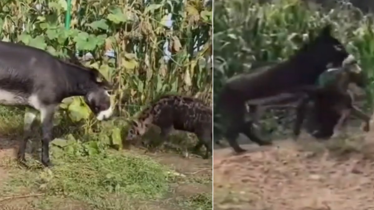 ये गधा नहीं साहब.... खूंखार शिकारी जानवर पर गधे को आया गुस्सा, किया ऐसा ...