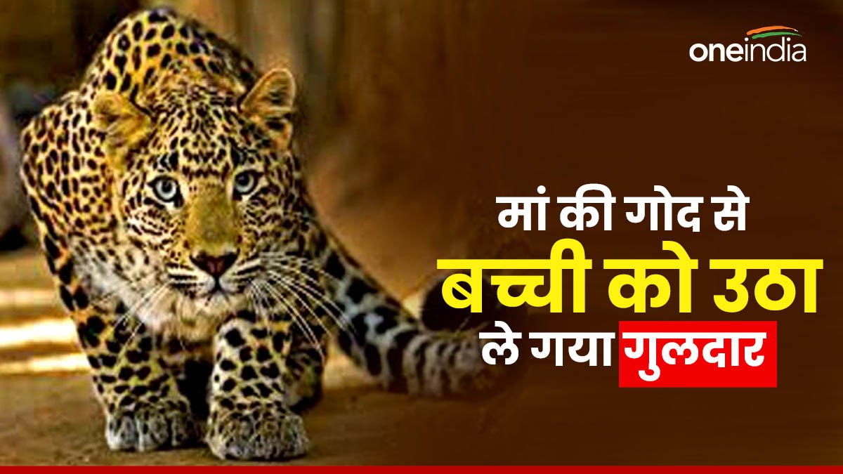 मां की गोद में खेल रही 4 साल की बच्ची को उठाकर ले गया गुलदार, शोर मचाने ...