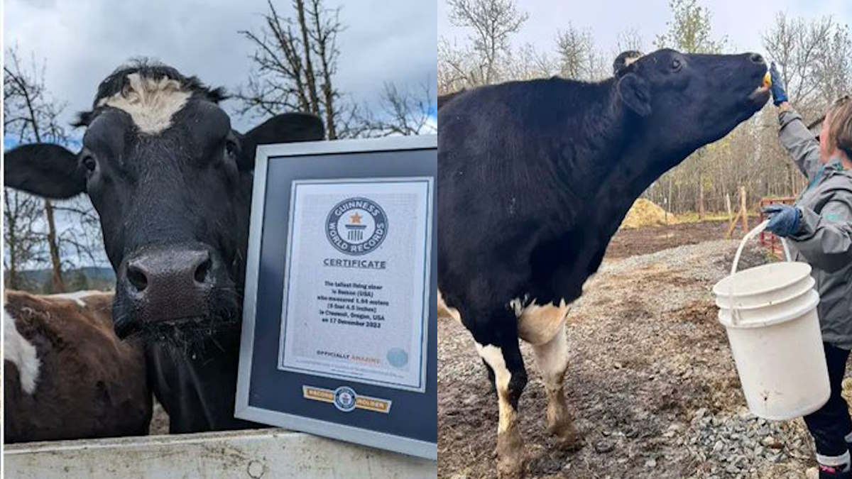 Romeo Bull: दुनिया का सबसे ऊंचा बैल, जिसका नाम Guinness World Records ...